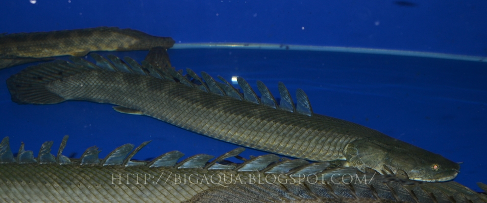 Polypterus Bichir Bichir Lake "Chad" PAIR* ~ Big Aqua