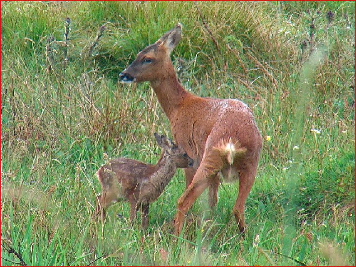 Islay Natural History Trust: Roe Deer and Fawn - Gordon Yates