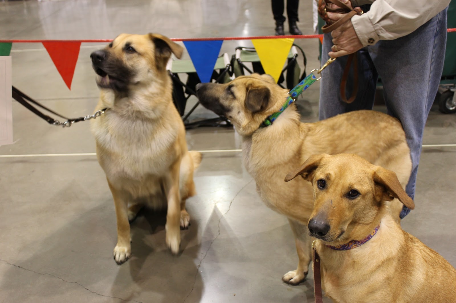 BrownStone Chinooks: Seattle AKC Dog Show
