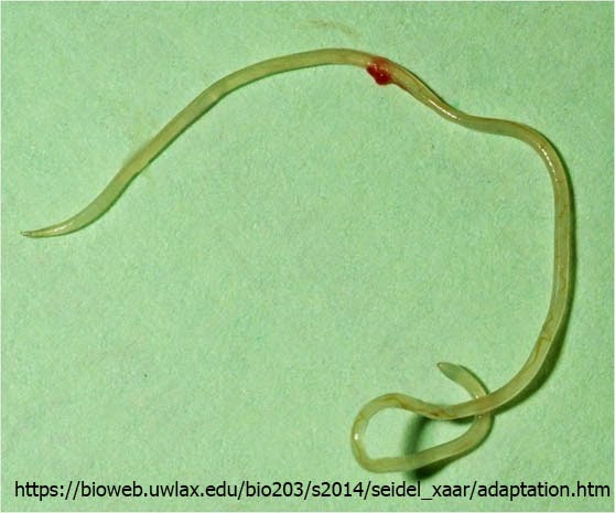 Bizarre Creature of the Day: Creature 156: Loa loa