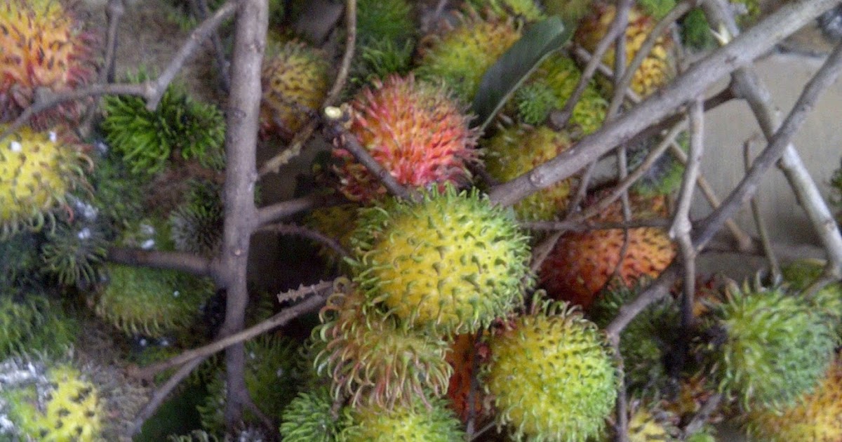 PBN: Rambutan Ace Rapiah