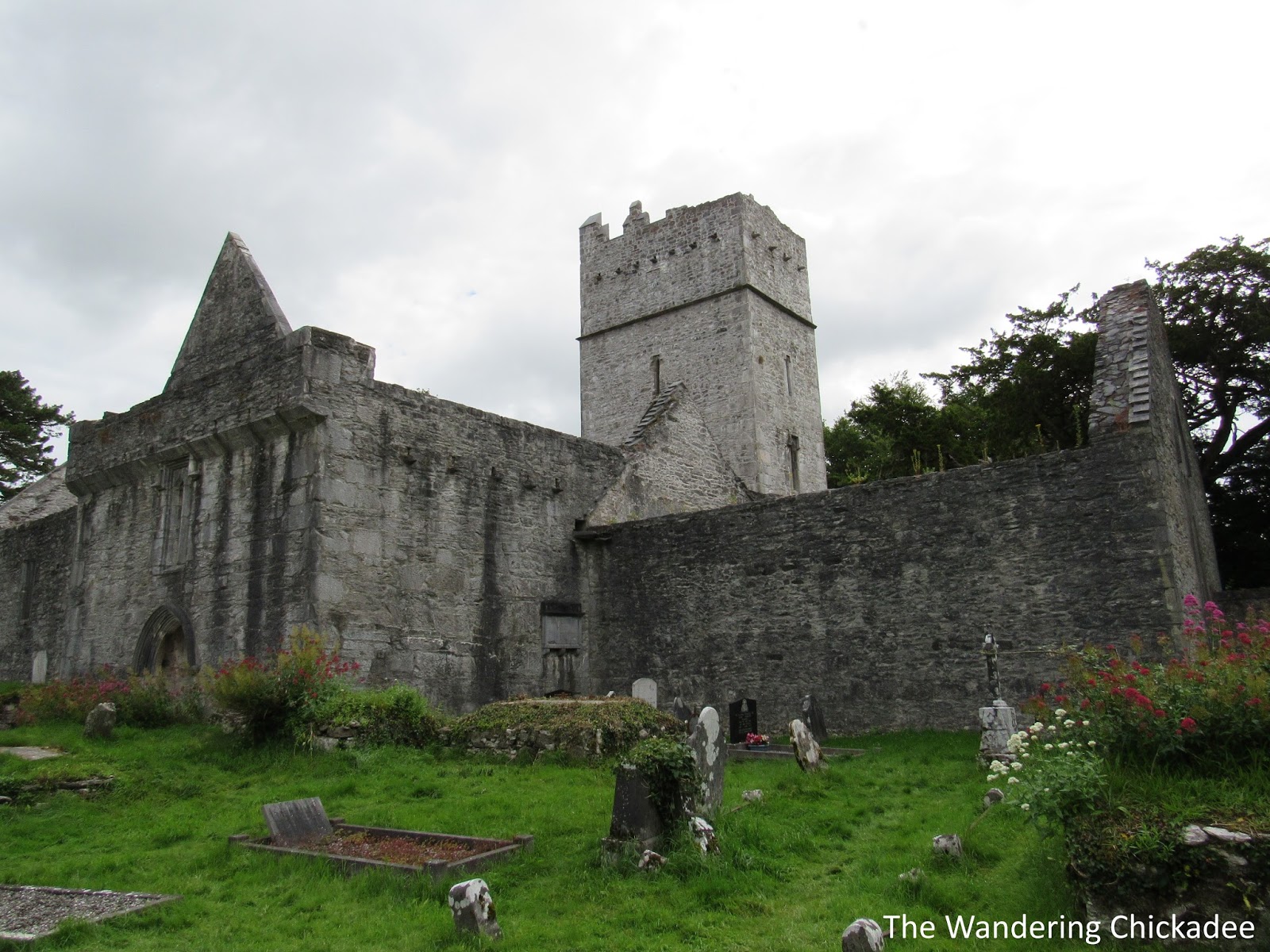 The Wandering Chickadee: The Muckross Abbey Tree in Killarney, Ireland