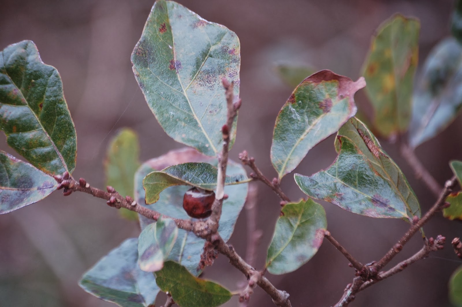 The Natural Art Culture: George LeStrange Preserve