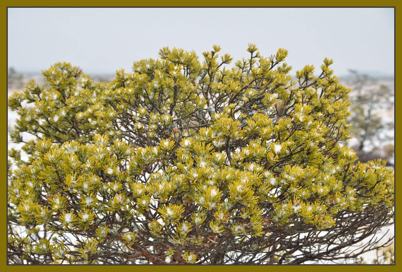 Ritassilla: Marimetsa raba