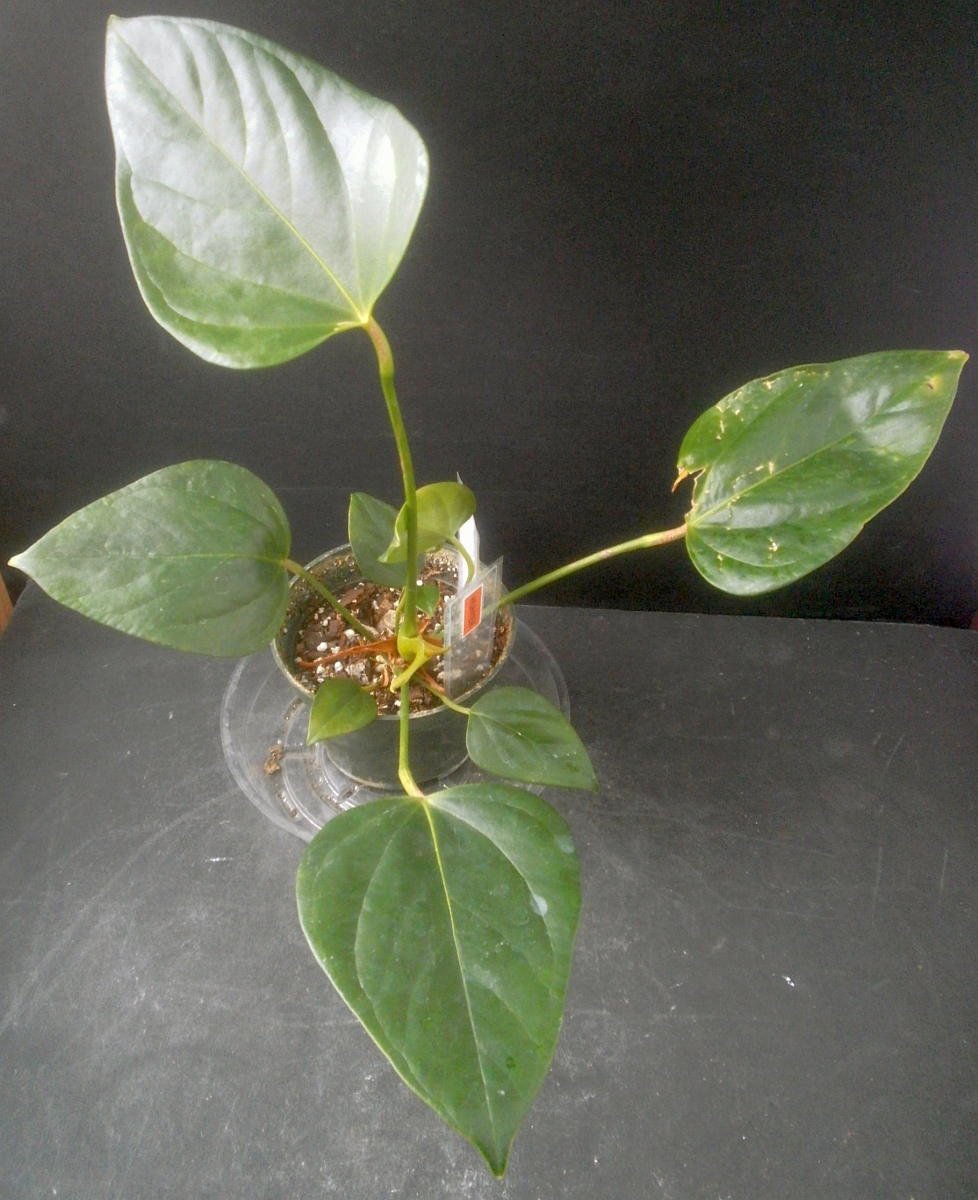 Plants are the Strangest People: Anthurium no. 0366 "Maureen Biologist"