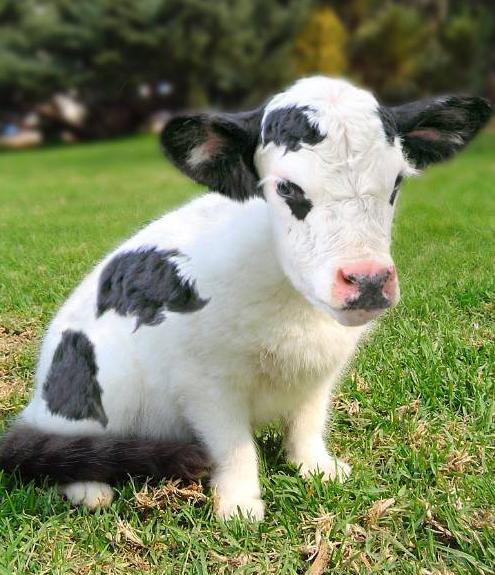 Funny Cute Cows | Funny Animals