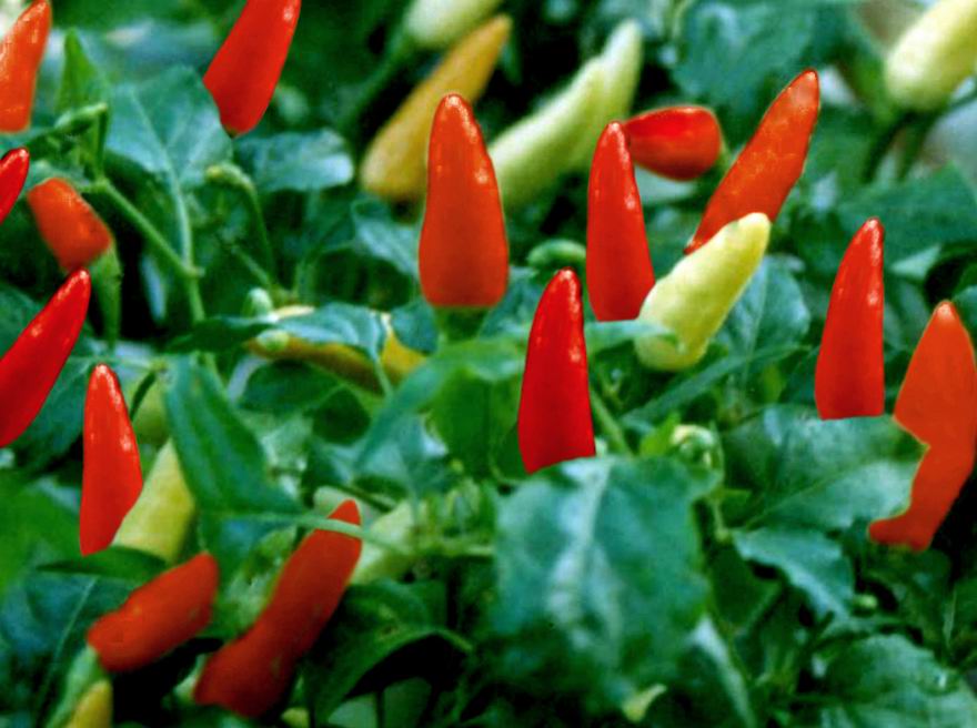 FARMAKOGNOSI : Fructus (buah): CAPSICI FRUTESCENTIS FRUCTUS