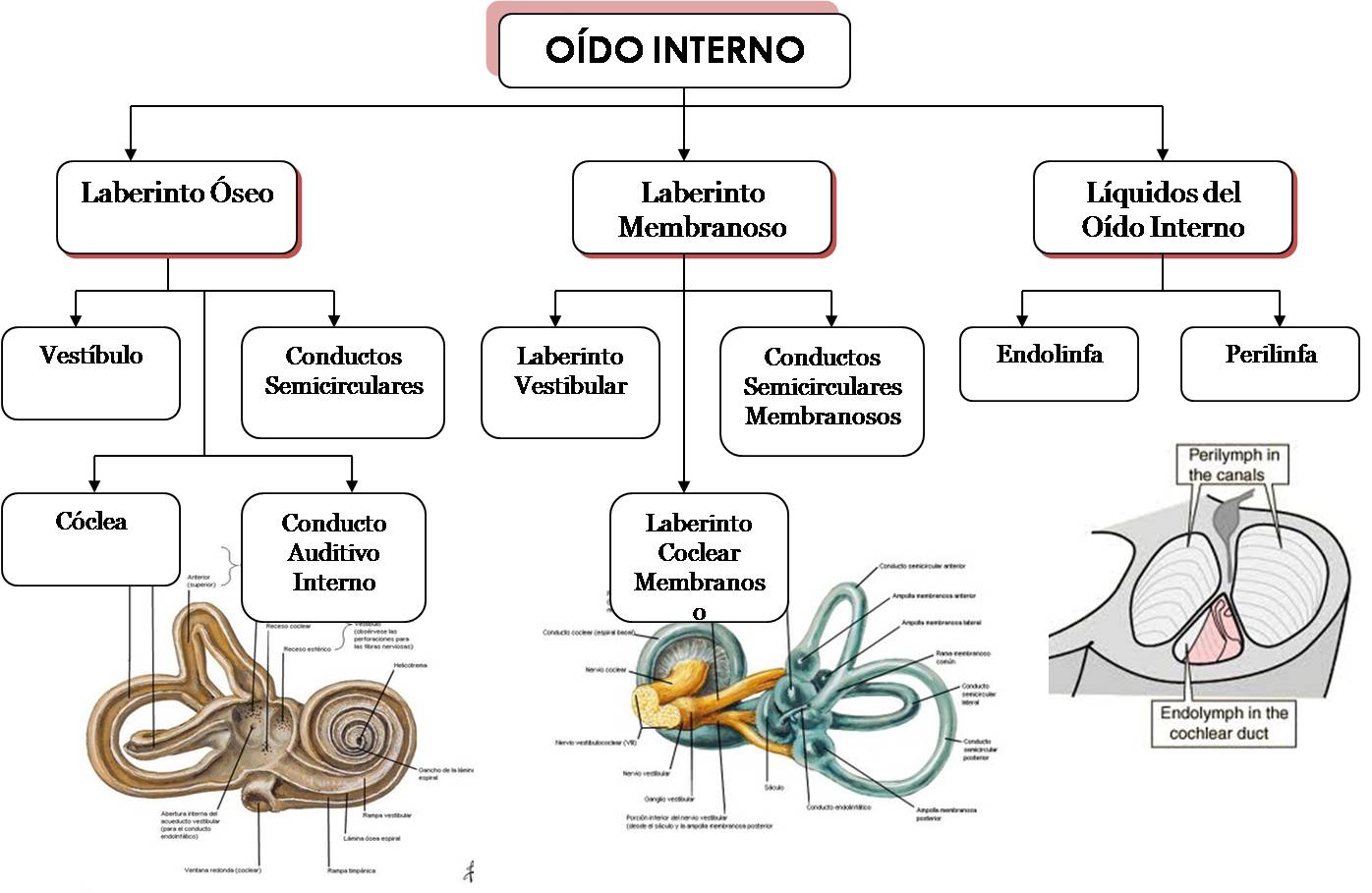 ESBOZOS MÉDICOS: Anatomía: Oído Interno
