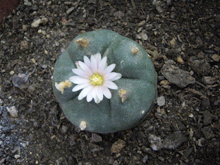 Plantas para hombres: Lophophora williamsii, peyote