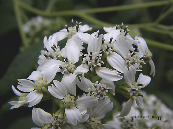 Anybody Seen My Focus?: White Crownbeard (Verbesina virginica)