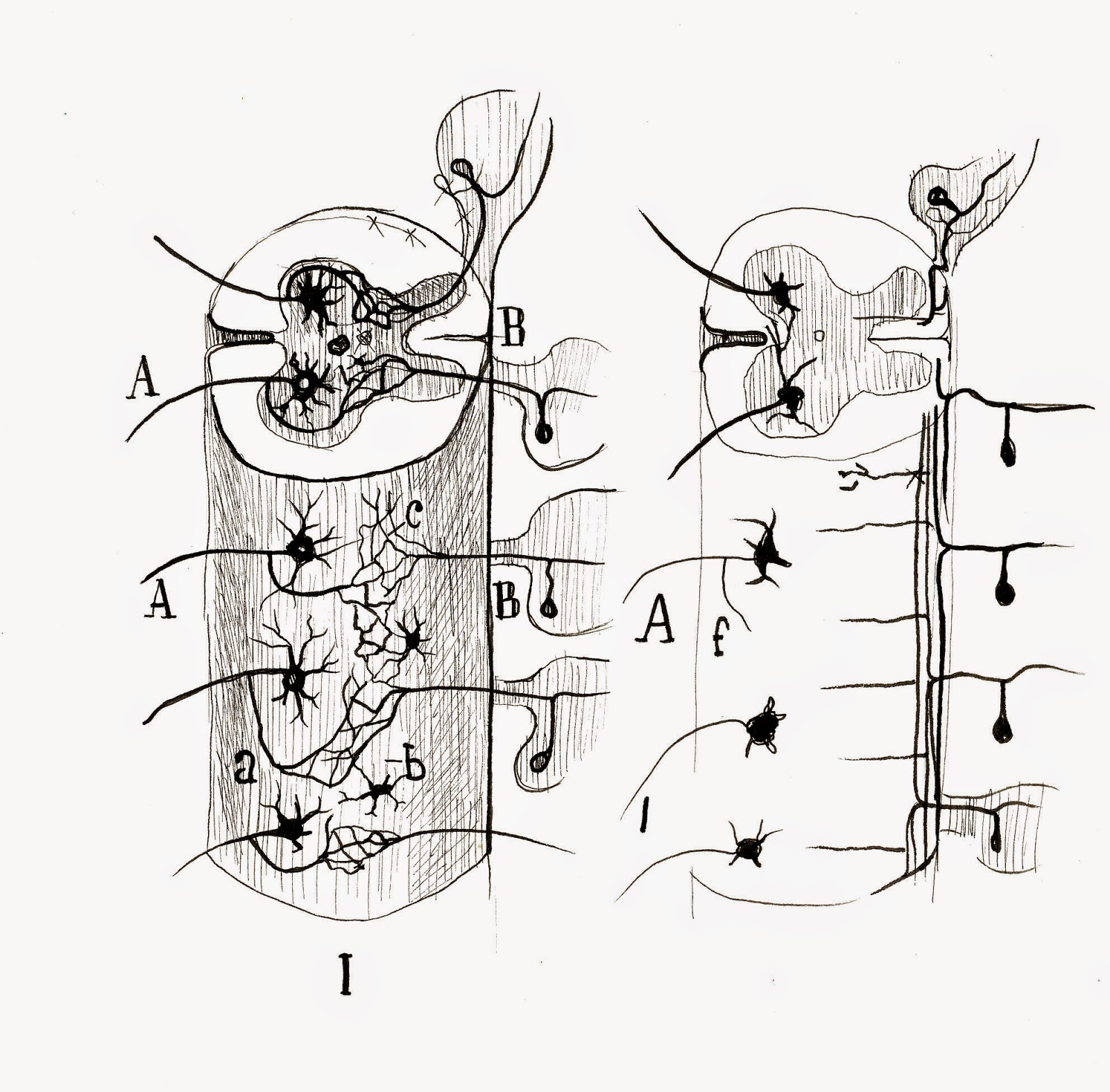Dawn Hunter Art ®, Studio Currents : At the NIH...drawing Cajal's drawings!