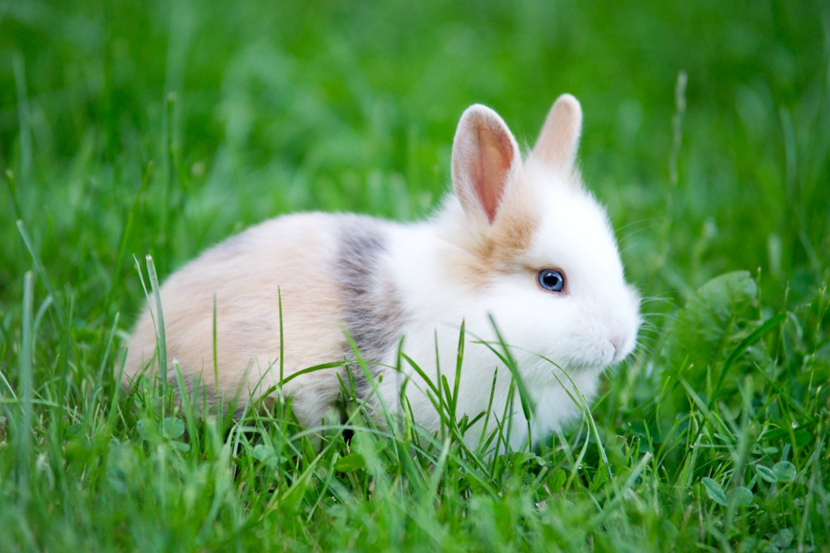 So Cute Rabbit HD1080p Wallpaper ~ LatestWallpaper99