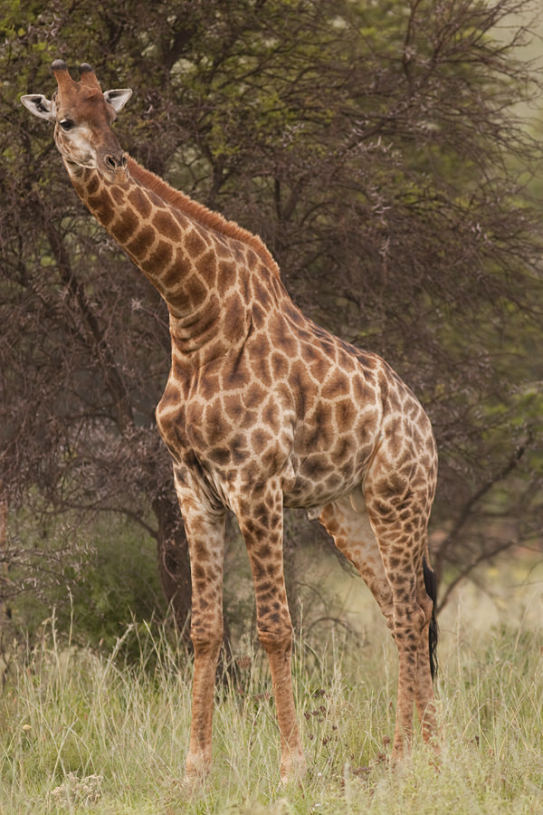 Gambar Jerapah: Kumpulan Gambar Jerapah Update