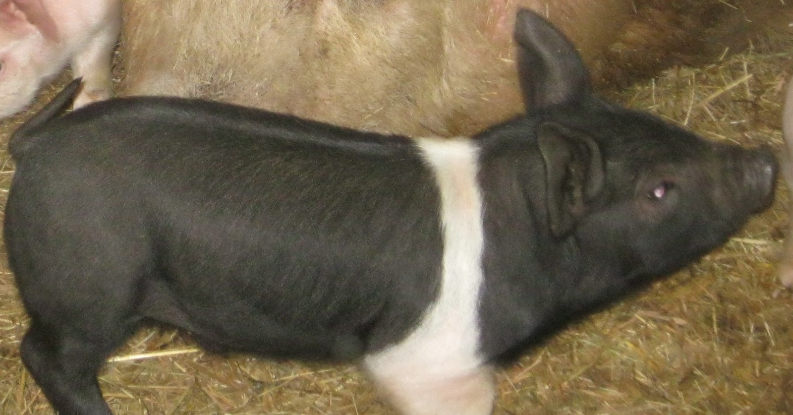 Tree Gate Farm: Pig planning