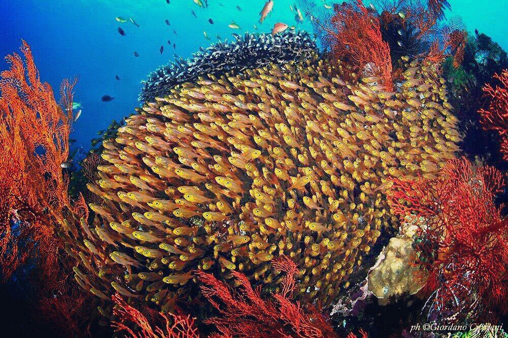 Taman Laut Bunaken - keindahan bawah laut indonesia - DROIDBREAK
