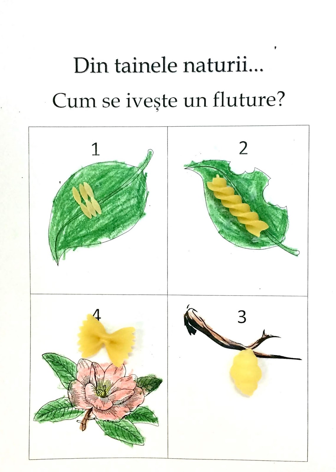 Cum explici metamorfoza fluturelui, folosind paste făinoase de forme ...