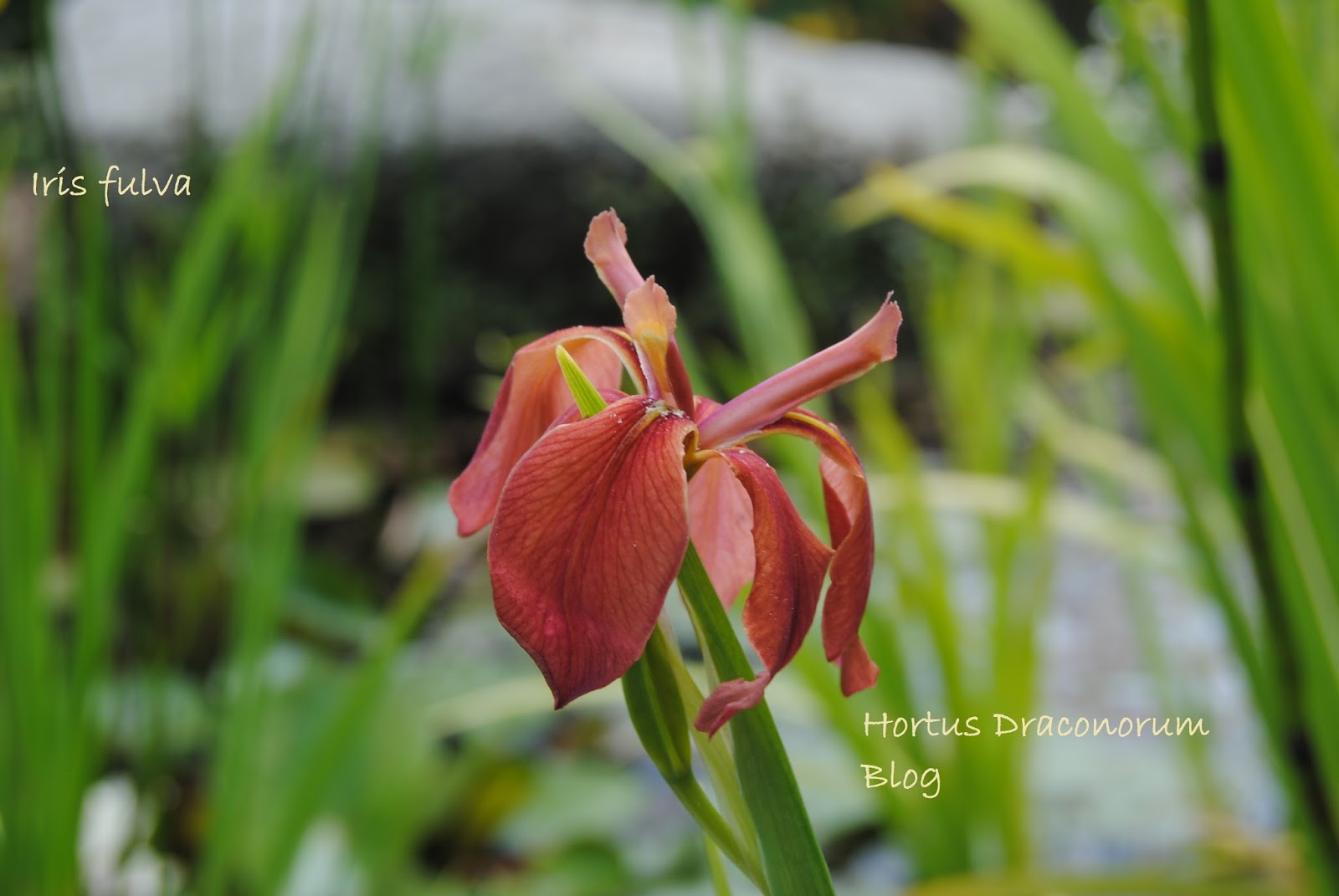 HORTUS DRACONORUM: ESPECIES