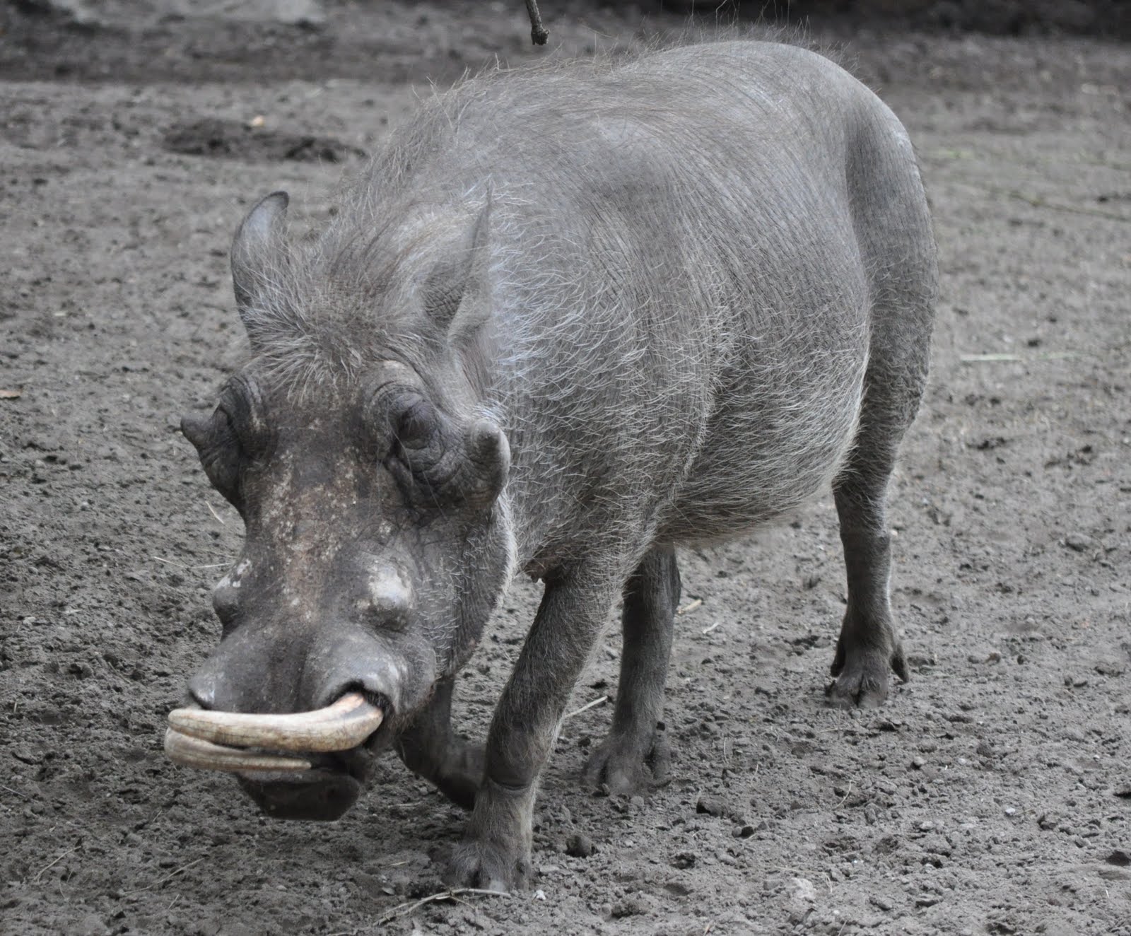ZOOTOGRAFIANDO (6.100 ANIMALS): FACOQUERO / WARTHOG (Phacochoerus ...