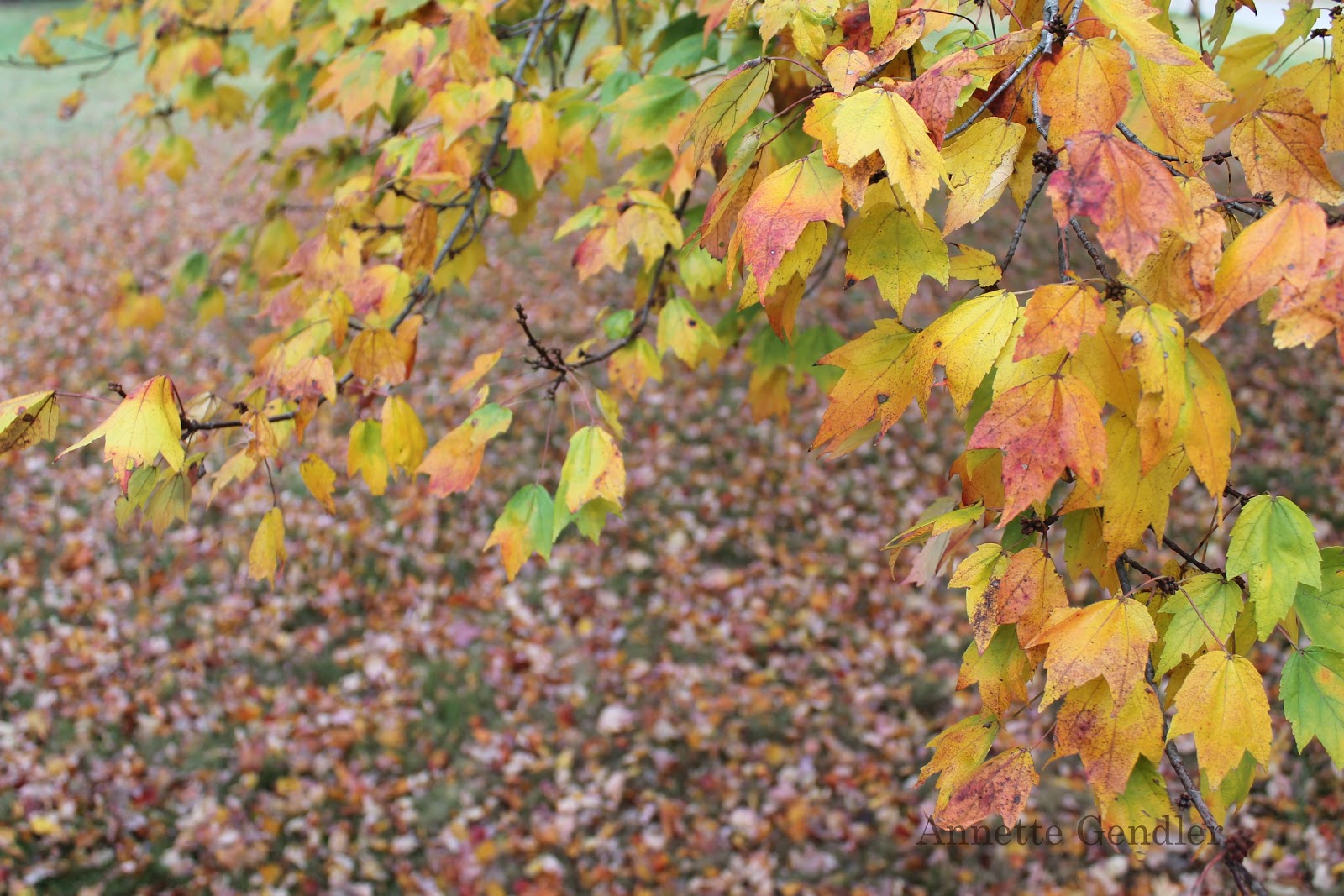 Photo Essay: Savoring Fall in Indiana - Annette Gendler