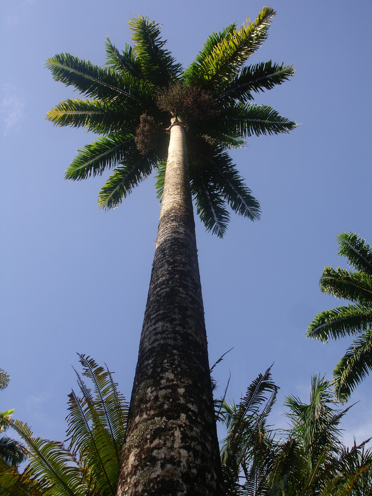 The Emperor's Tree, Freed by Slaves - eatrio.net