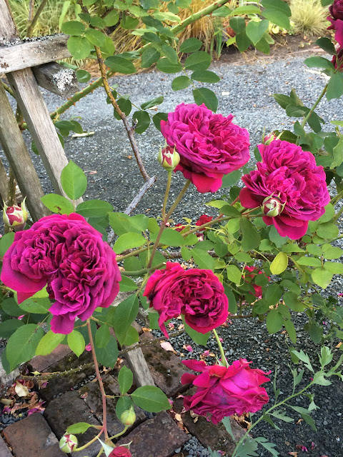 hostess of the humble bungalow: Dinner time for the deer and the dears....