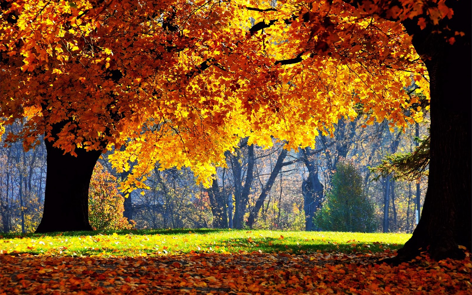 All new wallpaper : The beautiful autumn wallpaper for your desktop