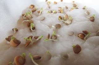 La pianta di lenticchia (come prosegue la storia del germoglio, ancora ...