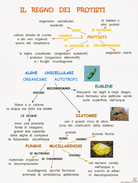 Paradiso delle mappe: Il regno dei protisiti
