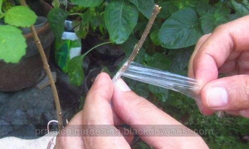 Practical Gardening: Cleft Grafting, Top-Wedge Graft or V-Graft - Part 3
