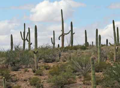Jim Long's Garden: Arizona Gardens Saguaro Cactus