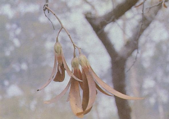 ALAM TUMBUHAN: KELUARGA MERANTI / MERANTIA [Dipterocarpaceae family]