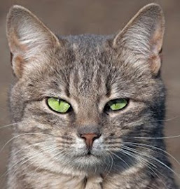 EL CALLEJÓN DEL GATO PARDO: EL GATO PARDO RECOMIENDA: ESTUDIO LAY