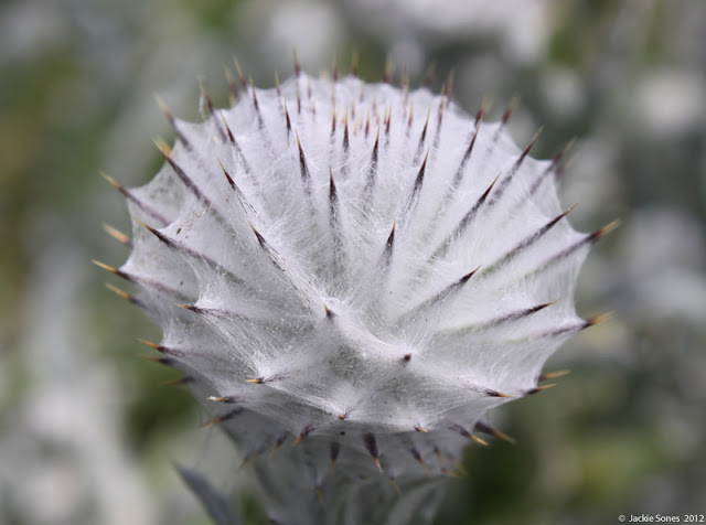 The Natural History of Bodega Head: Cobweb Thistle