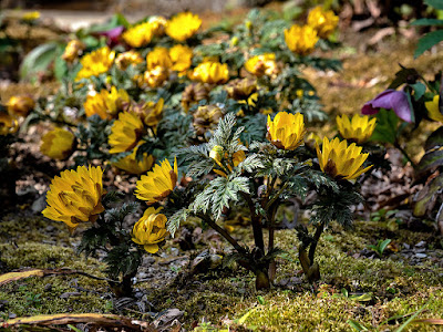 FROM THE GARDEN OF ZEN: Fukujyuso (Adonis ramosa) flowers: Jyochi-ji