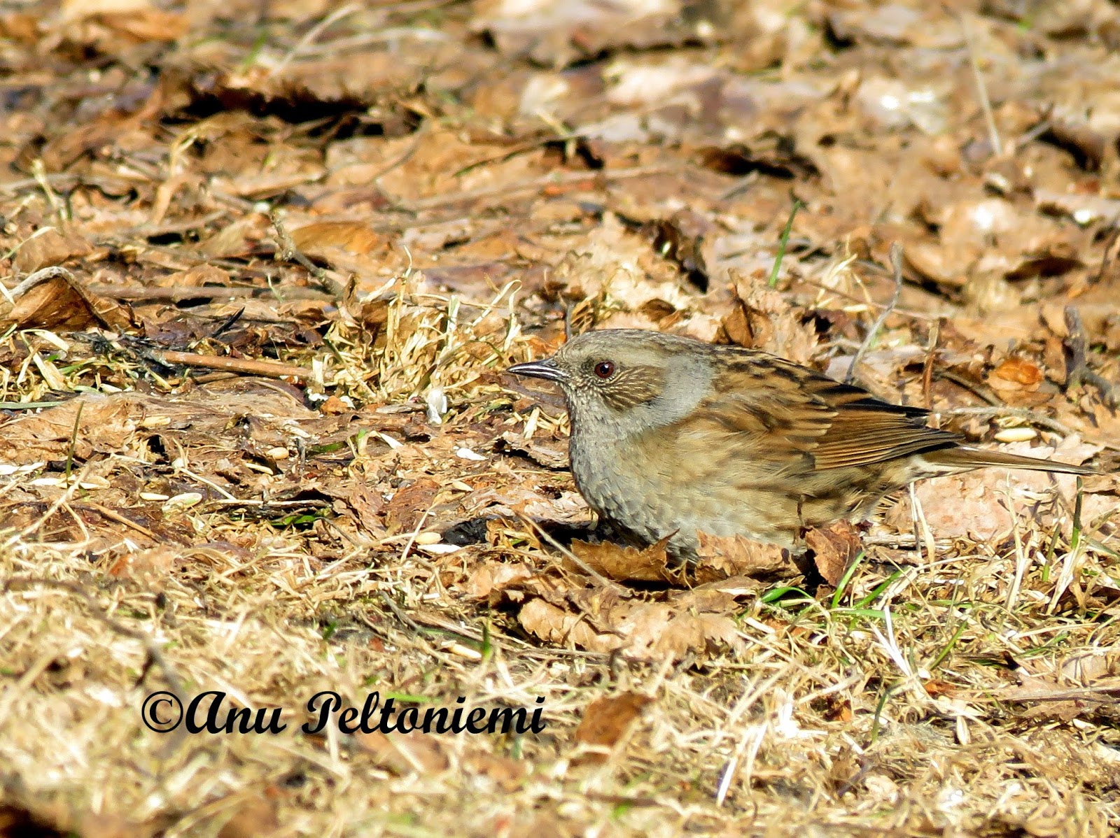 Lintuilua - Birding: Rautiainen