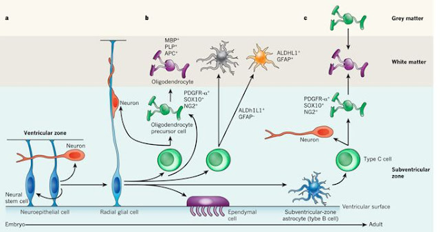 Radial glial cell - Medically
