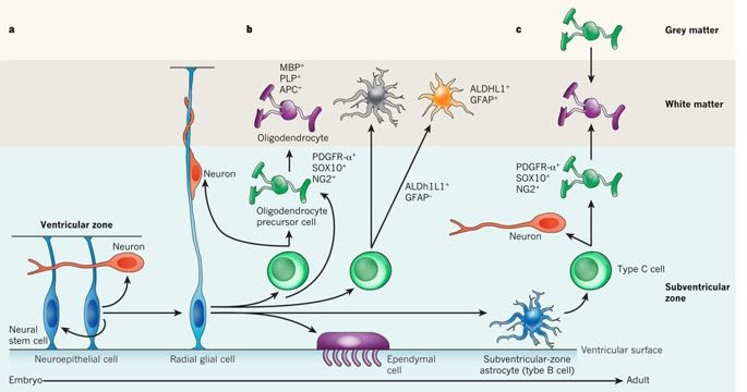 Radial glial cell - Medically