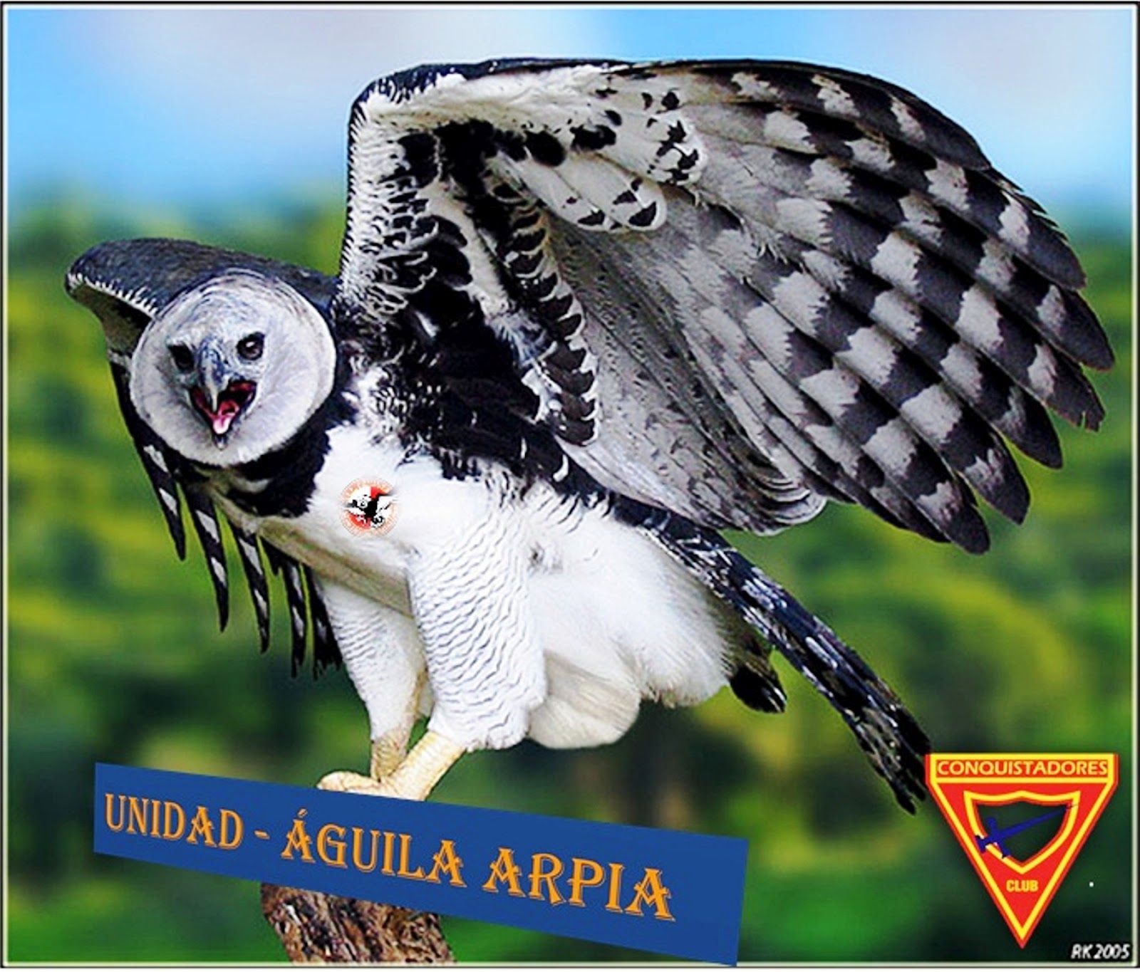 Águila Arpia - Conquistadores "Las Águilas".Trujillo: Águila Arpía ...