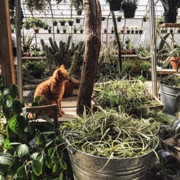 Cats in Gardens: Pennock's Cats