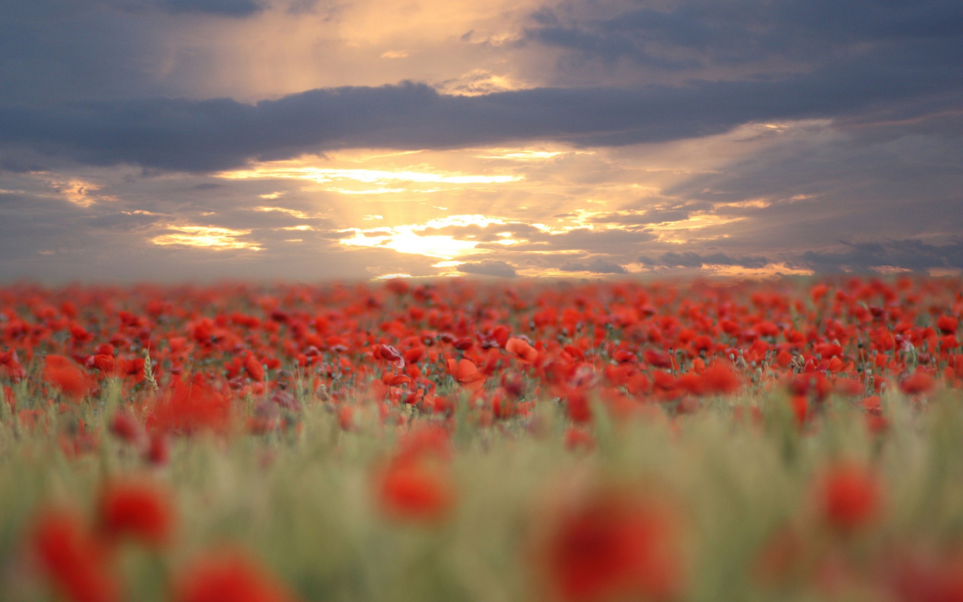Red Flowers Field Wallpaper