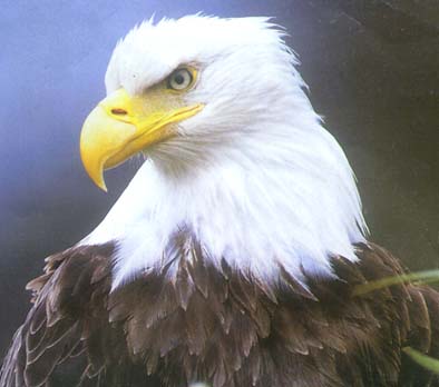 Memorias Guanacas: El Rey Zope