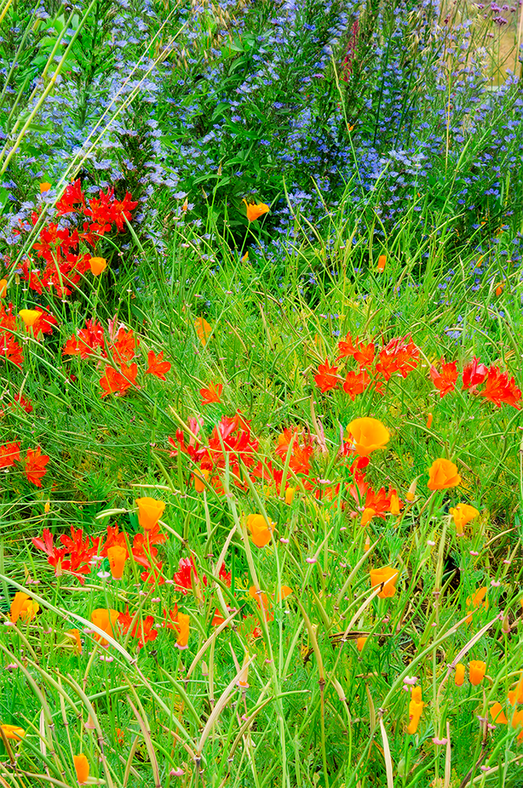 Linda Cochran's Garden