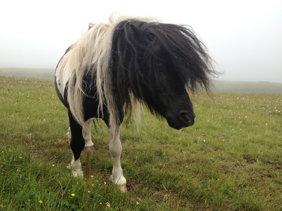 Fancy Tiger Crafts: Scotland Journey Part 4: Jamieson + Smith and ...