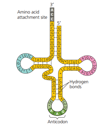 Asal, Struktur, Fungsi, dan Pembentukan mRNA, tRNA, dan rRNA ...