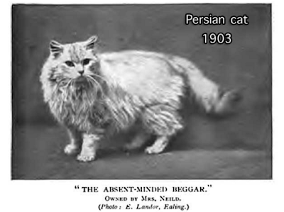 Persian Cat Breed Profile | Australian Cat Lover