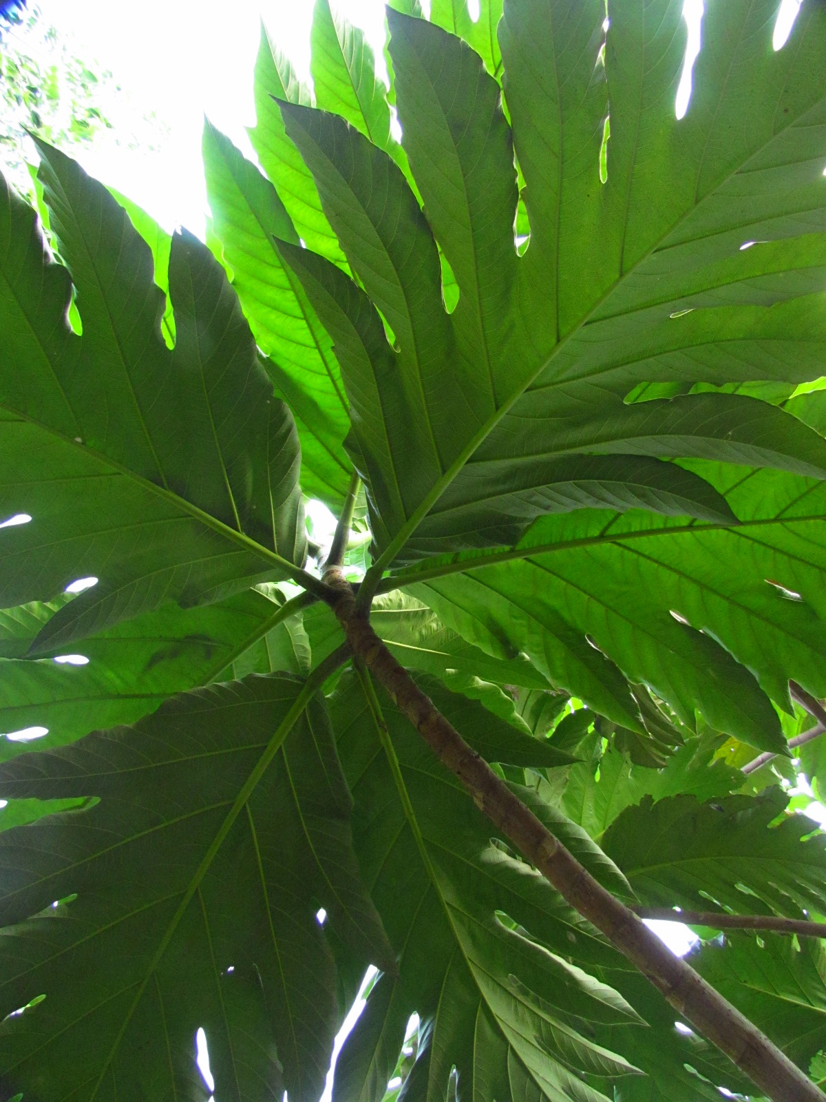 1784: Philippine Tree of the Month: Rimas