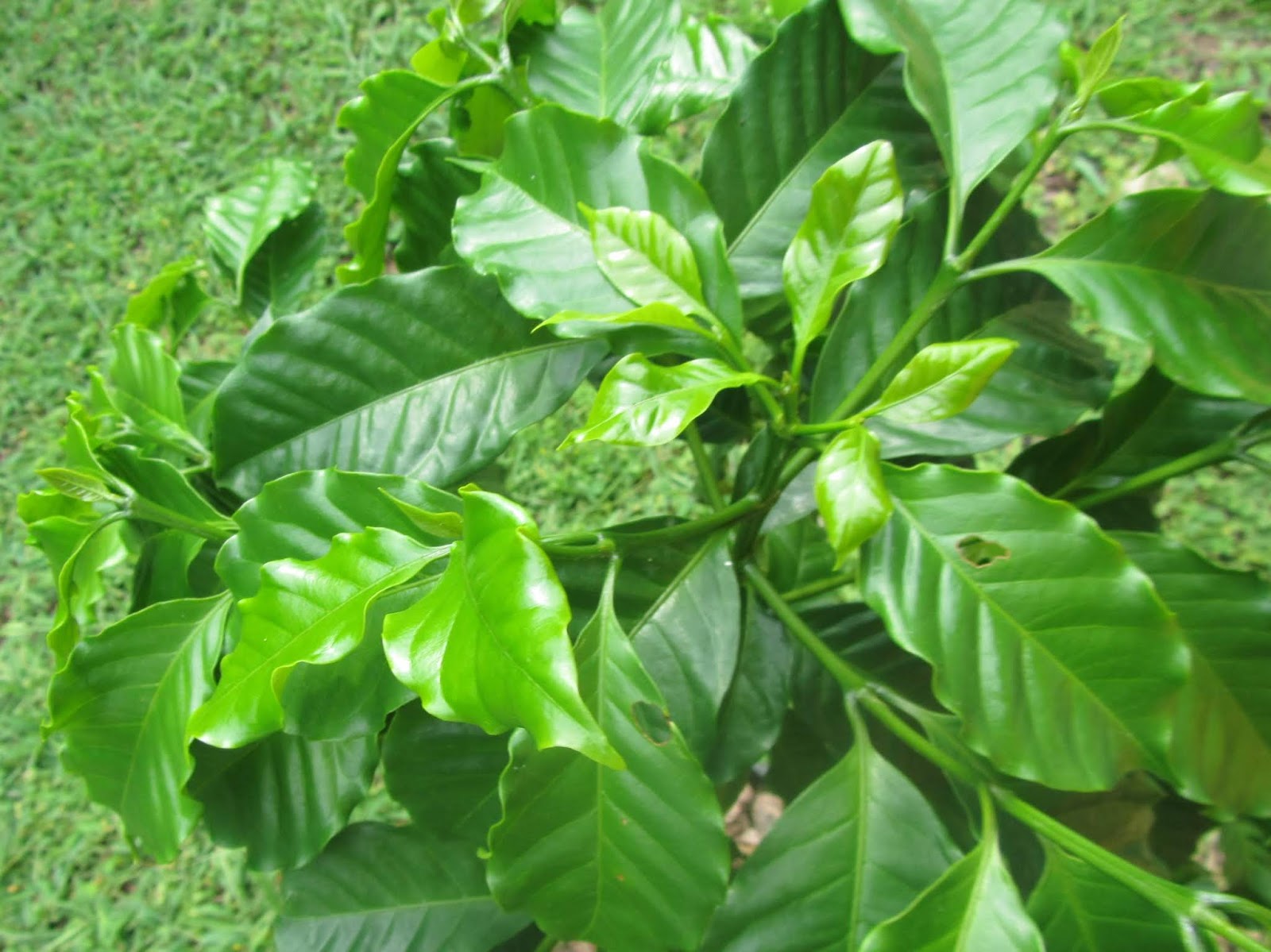 Dove Cresce la Pianta del Caffè (Coffea arabica o Coffea canephora ...