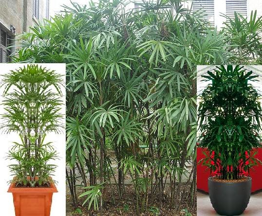 Jual pohon palem waregu (palm regu) | suplier tanaman hias dan rumput ...