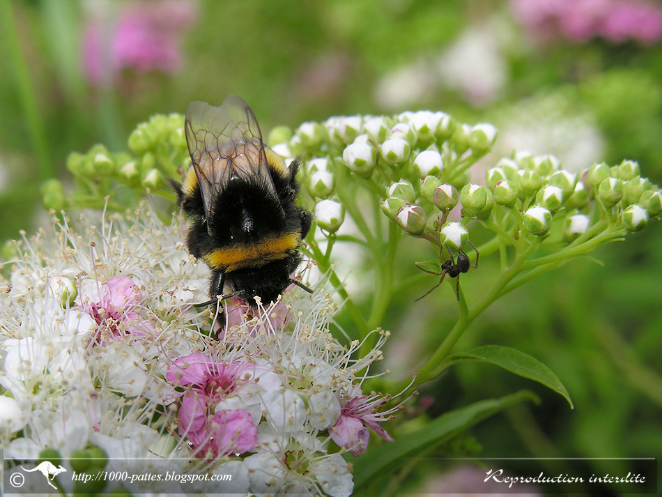 WILDLIFE GATEWAY: Histoires de bourdons!