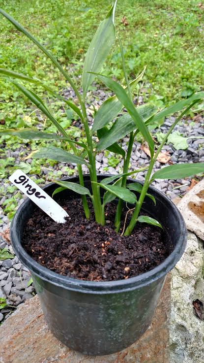 Growing Ginger in Pennsylvania